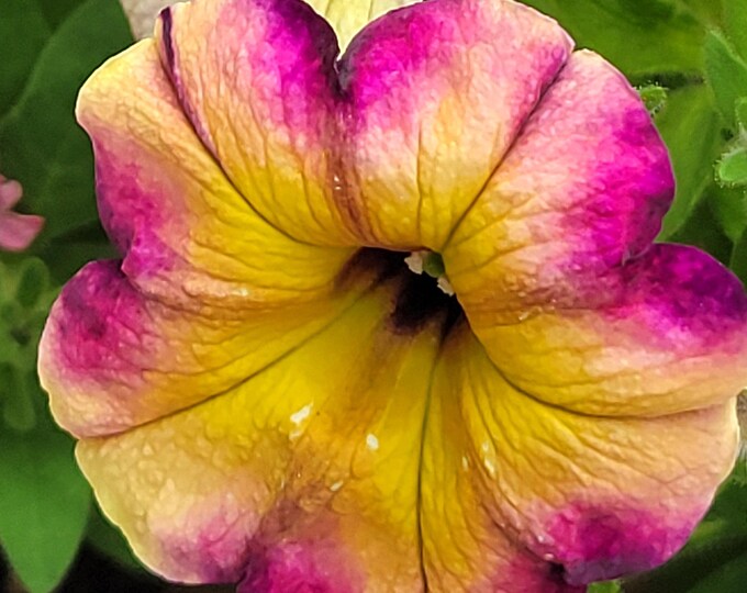 Petunia Shake Blueberry (10 Flower Seeds) - Etsy