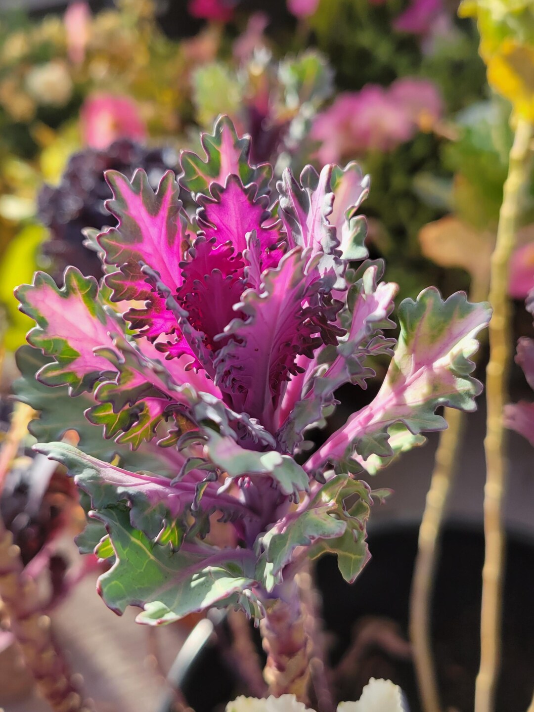 Flowering Kale Crane Feather Mix (5 Flower Seeds) - Etsy