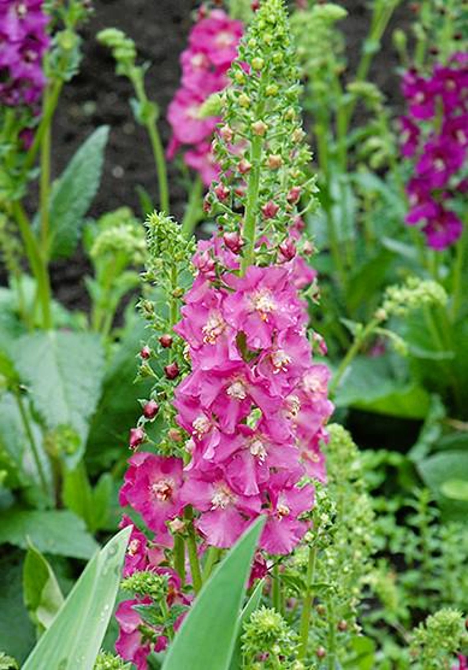 Verbascum Rosetta (30 Flower Seeds) - Etsy