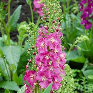 Verbascum Rosetta (30 Flower Seeds) - Etsy