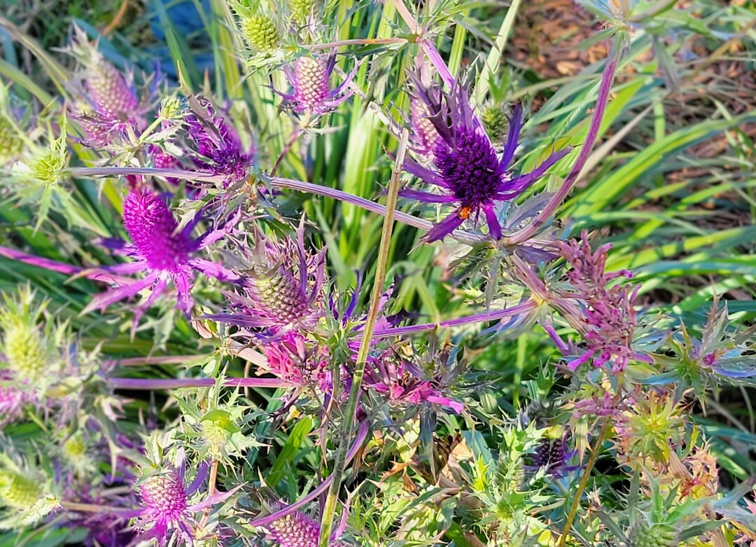 Eryngium Leavenworthii Purple Sheen (sea Holly) 10 Flower Seeds - Etsy