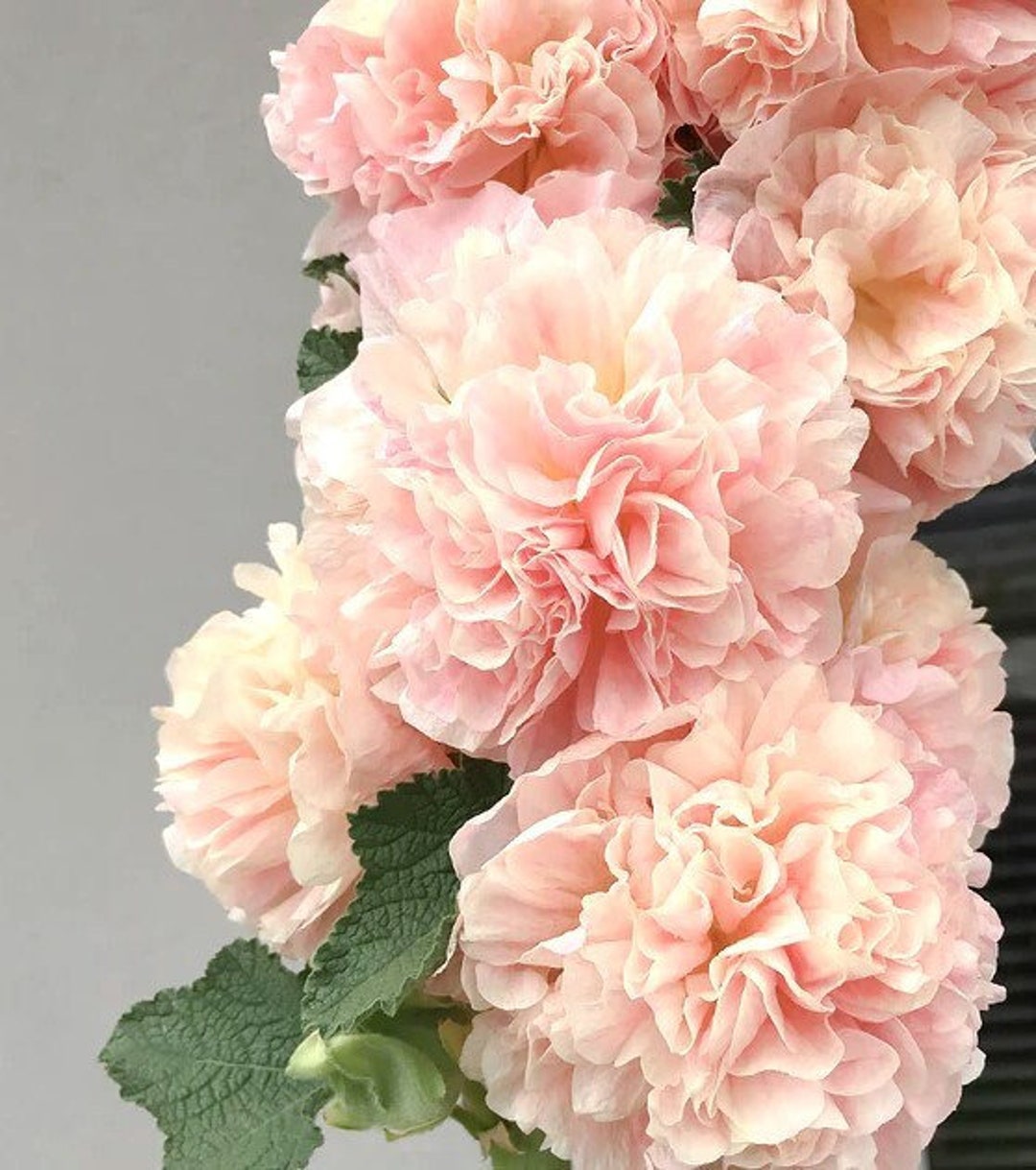 Alcea Rosea Chater’s Chamois (hollyhock) 10 Flower Seeds - Etsy