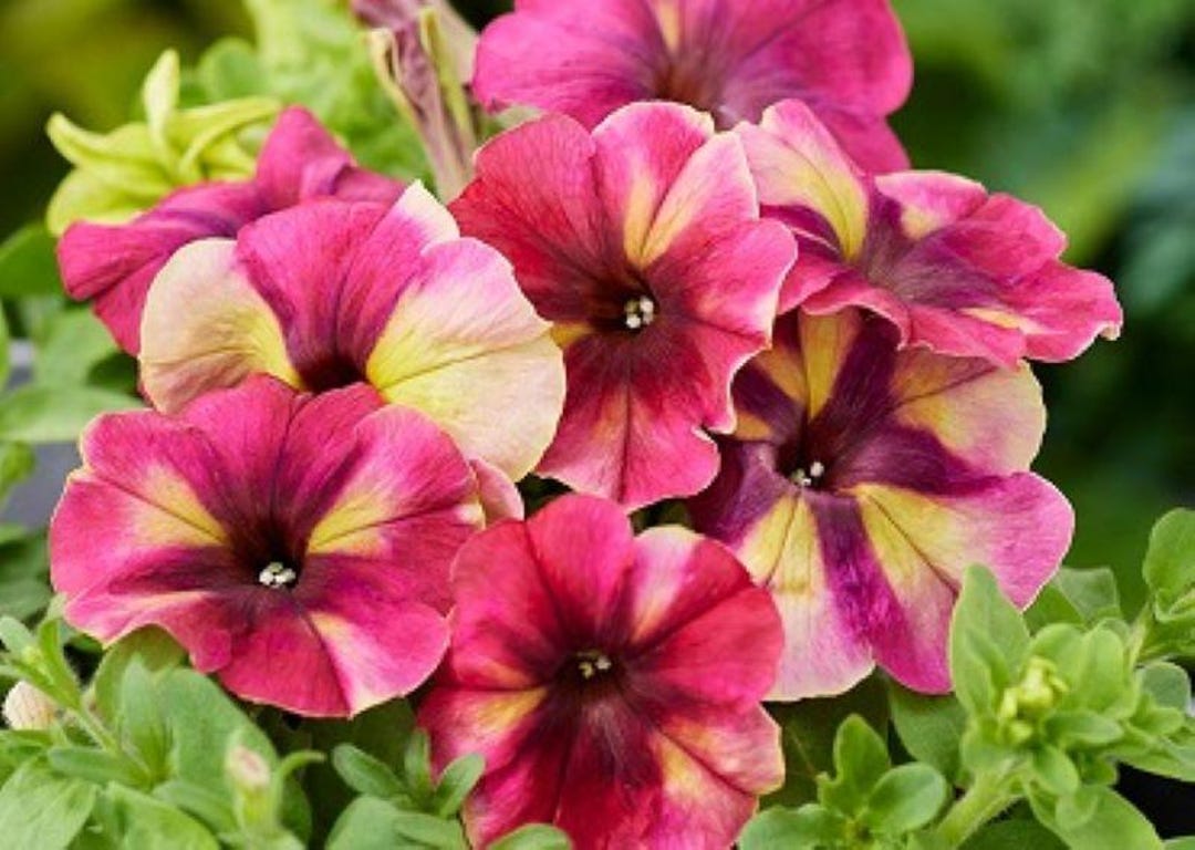Petunia Shake Mix (10 Flower Seeds) - Etsy