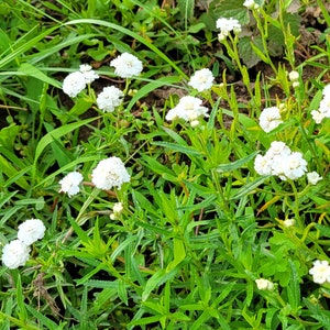 Achillea Double Diamond (yarrow; Achillea Ptarmica Noblessa) 30 Flower ...