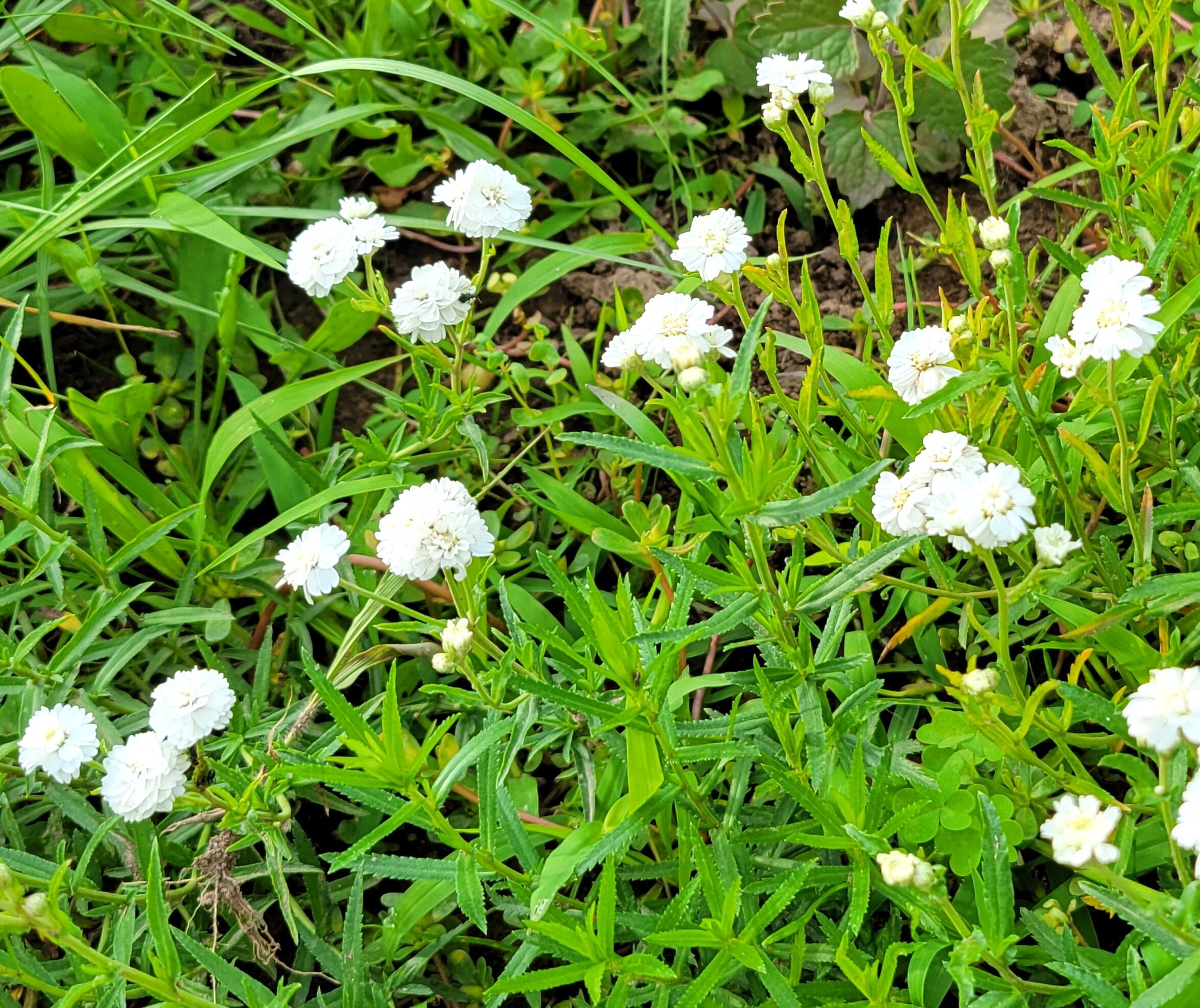 Achillea Ptarmica