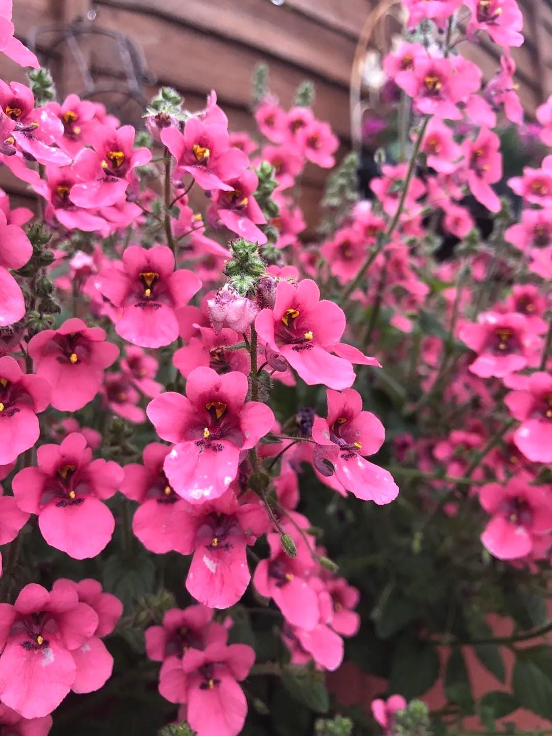 Diascia Pink Queen (twinspur) 30 Flower Seeds - Etsy