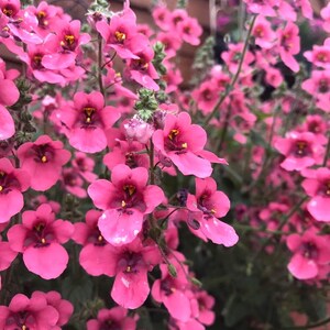 Diascia Pink Queen (twinspur) 30 Flower Seeds - Etsy