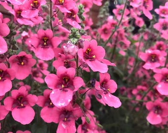 Apricot Queen Diascia Flower Seeds / Barbarae / Perennial 40+ - Etsy