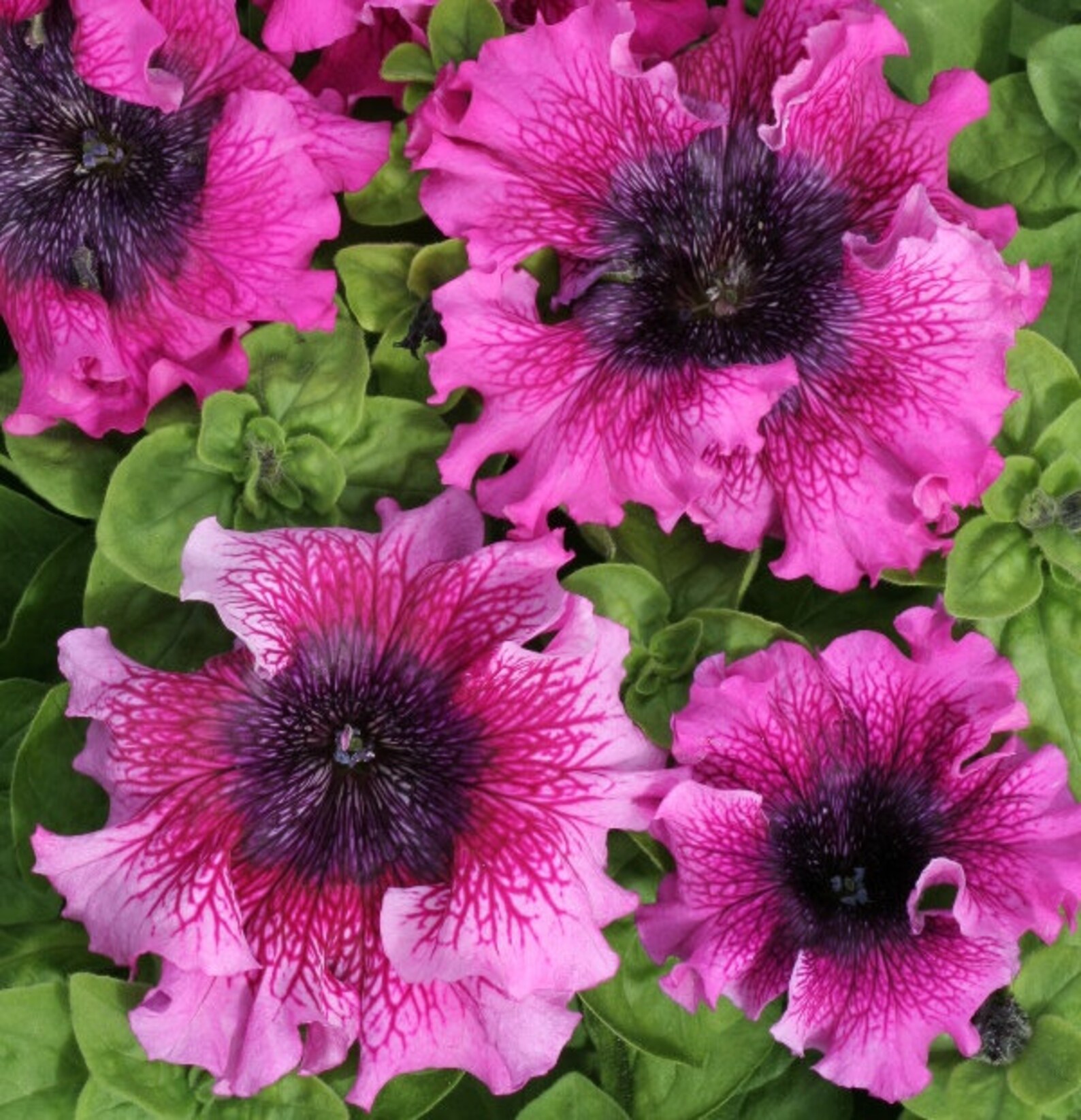 Petunia Superbissima Cosmic Cherry (25 Flower Seeds) - Etsy