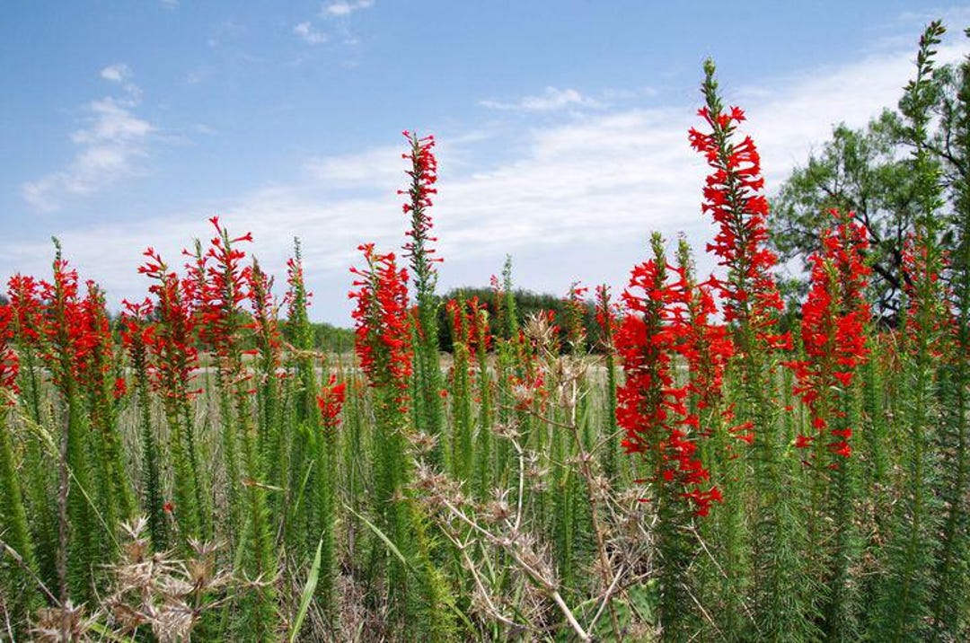 Ipomopsis Rubra (texas Plume; Red Gilia; Standing Cypress) 25 Flower ...