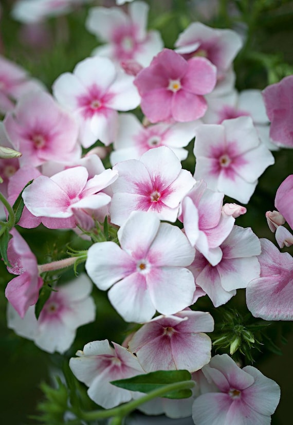 Phlox Drummondii
