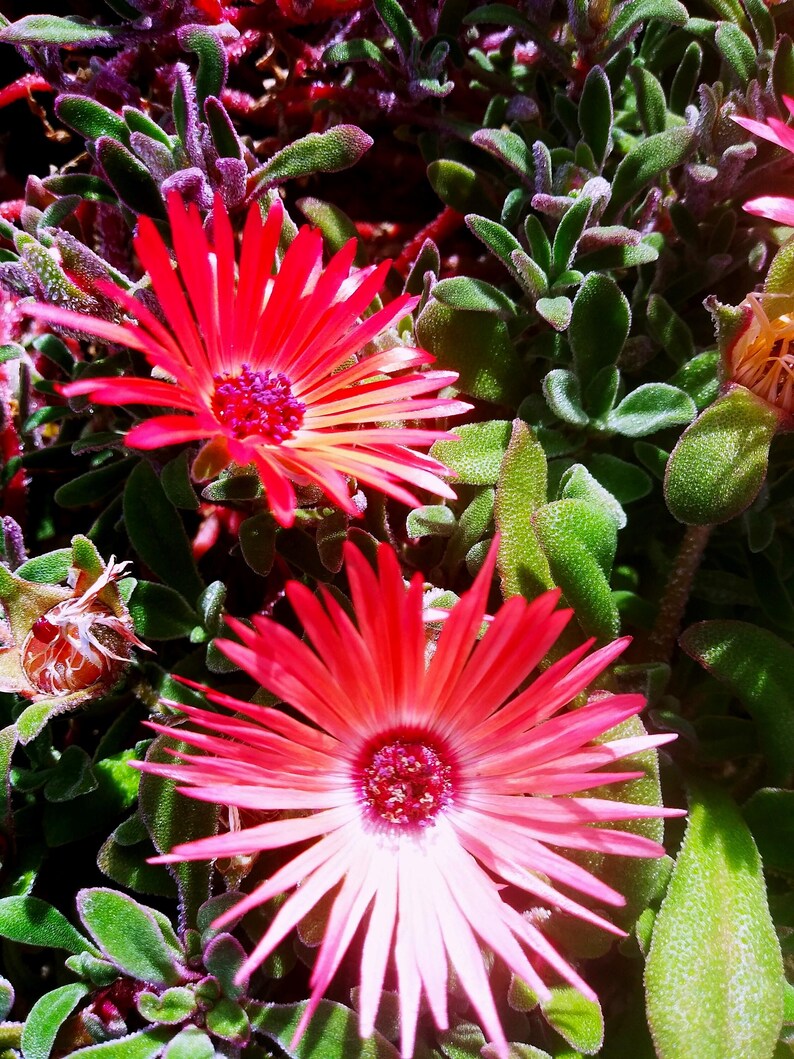 Ice Plant Gelato Bright Red (100 Flower Seeds) - Etsy