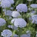 Blue Lace Flower (didiscus Caerulea Lacy Blue) 40 Flower Seeds - Etsy