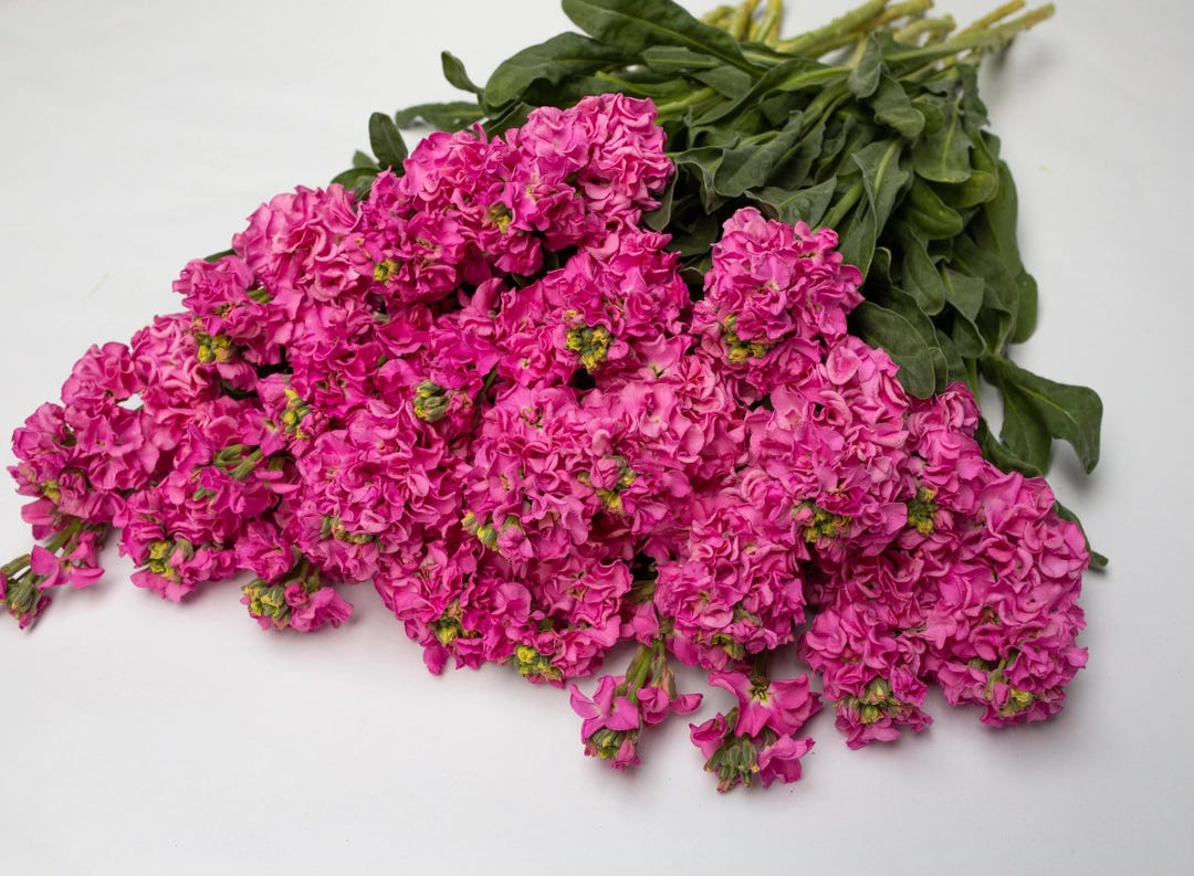Stock Iron Rose (column Stock) 15 Flower Seeds - Etsy
