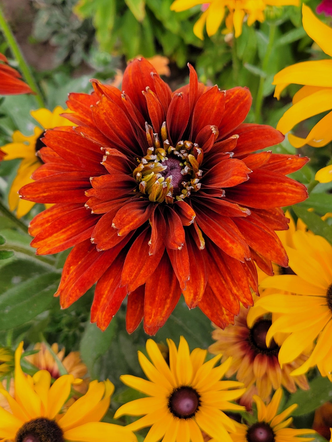 Rudbeckia Moroccan Sun (15 Flower Seeds) - Etsy