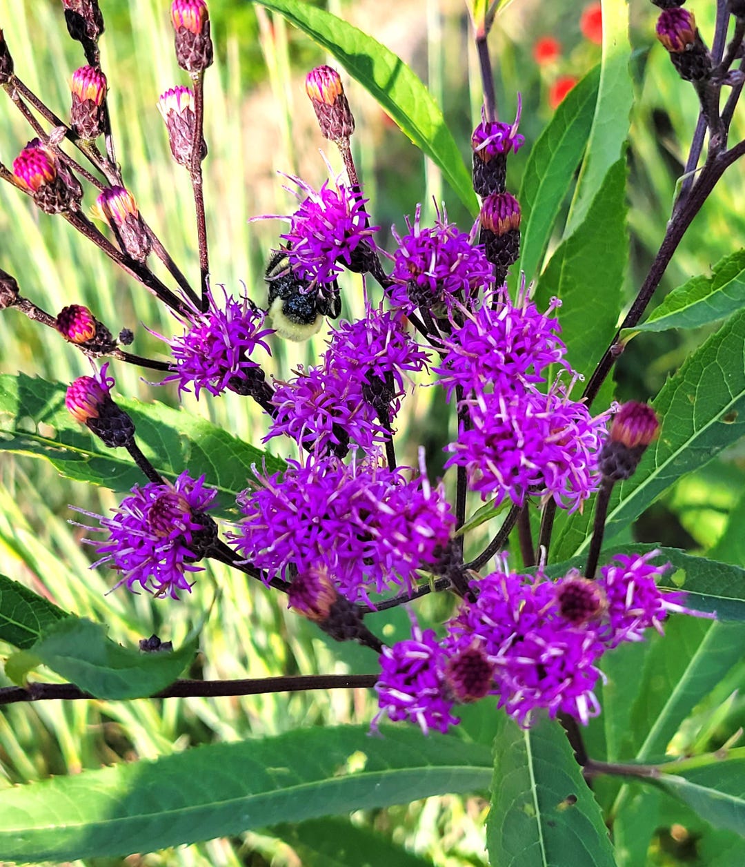 Vernonia Fasciculata (common Ironweed) 25 Flower Seeds - Etsy