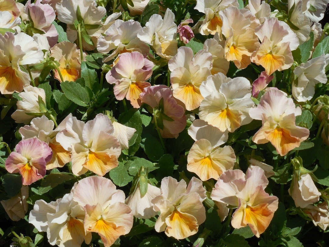 Pansy Nature Antique Shades (10 Flower Seeds) - Etsy