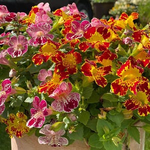 Mimulus Magic Mix (monkey Flower) 15 Flower Seeds - Etsy