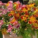 Mimulus Magic Mix (monkey Flower) 15 Flower Seeds - Etsy