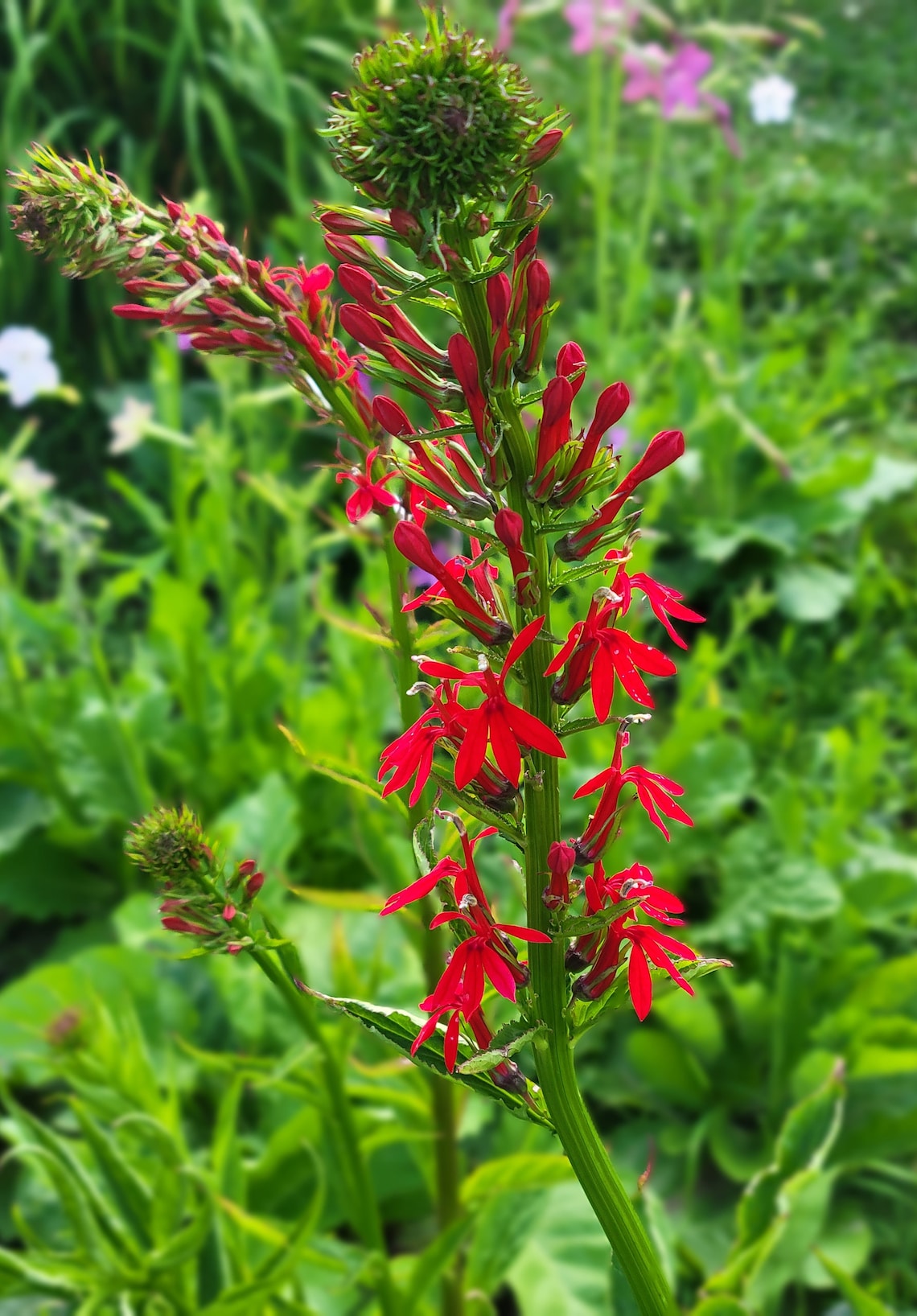Lobelia Cardinalis Red Cardinal Flower (50 Flower Seeds) - Etsy