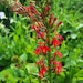 Lobelia Cardinalis Red Cardinal Flower (50 Flower Seeds) - Etsy
