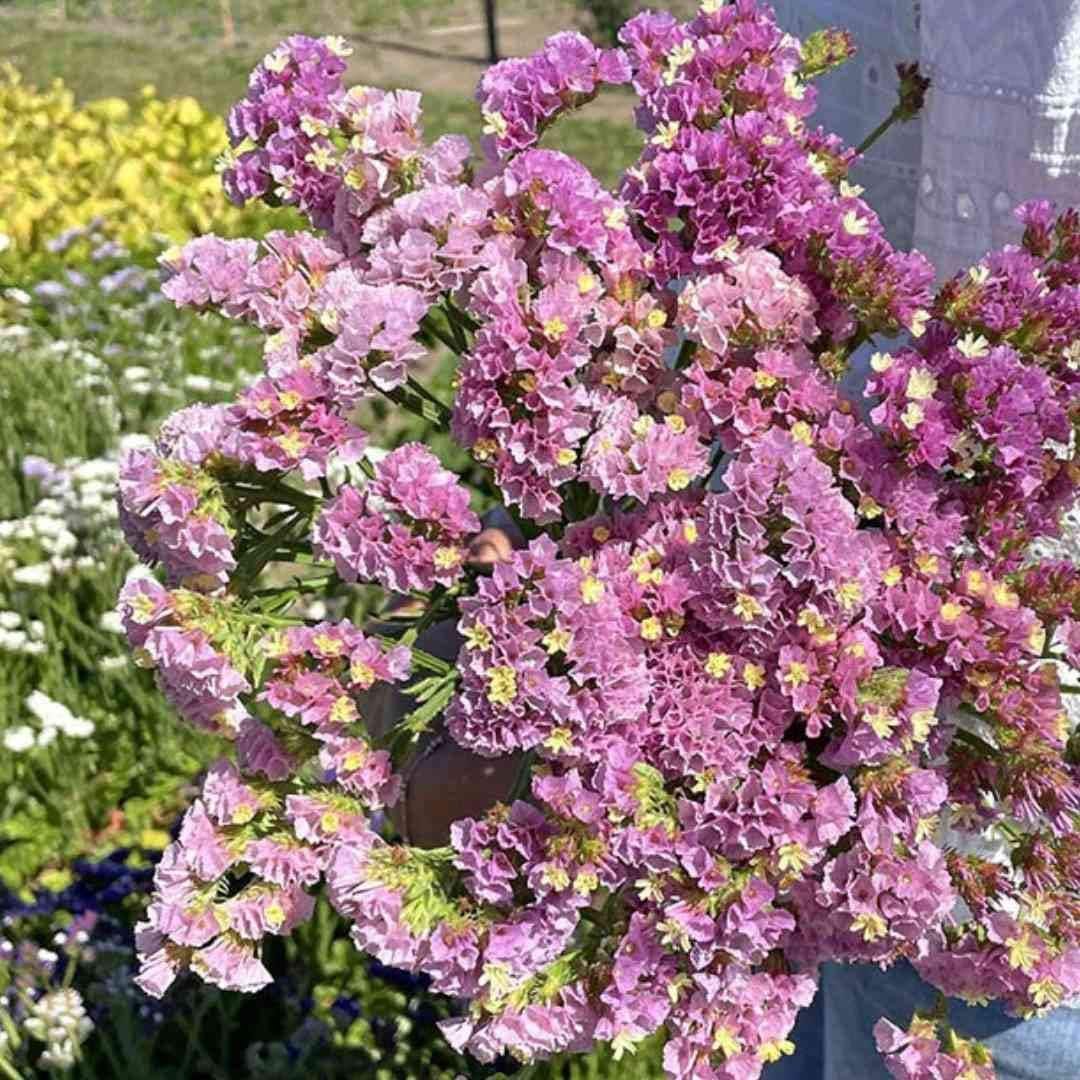 Statice Forever Happy (limonium) 30 Flower Seeds - Etsy
