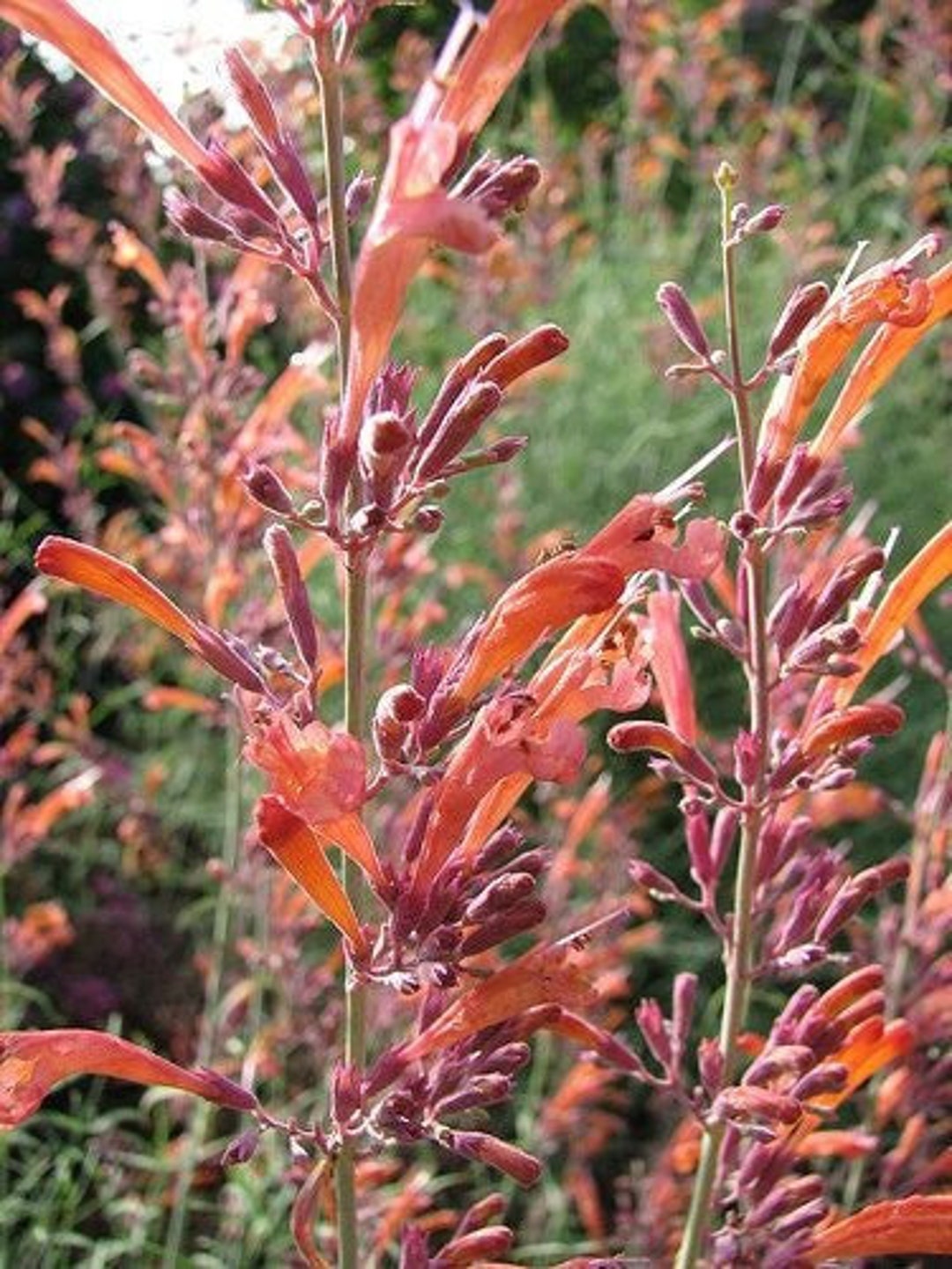 Agastache Apache Sunset (15 Flower Seeds) - Etsy