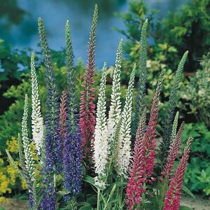 Veronica Spicata Sightseeing Mix (35 Flower Seeds) - Etsy