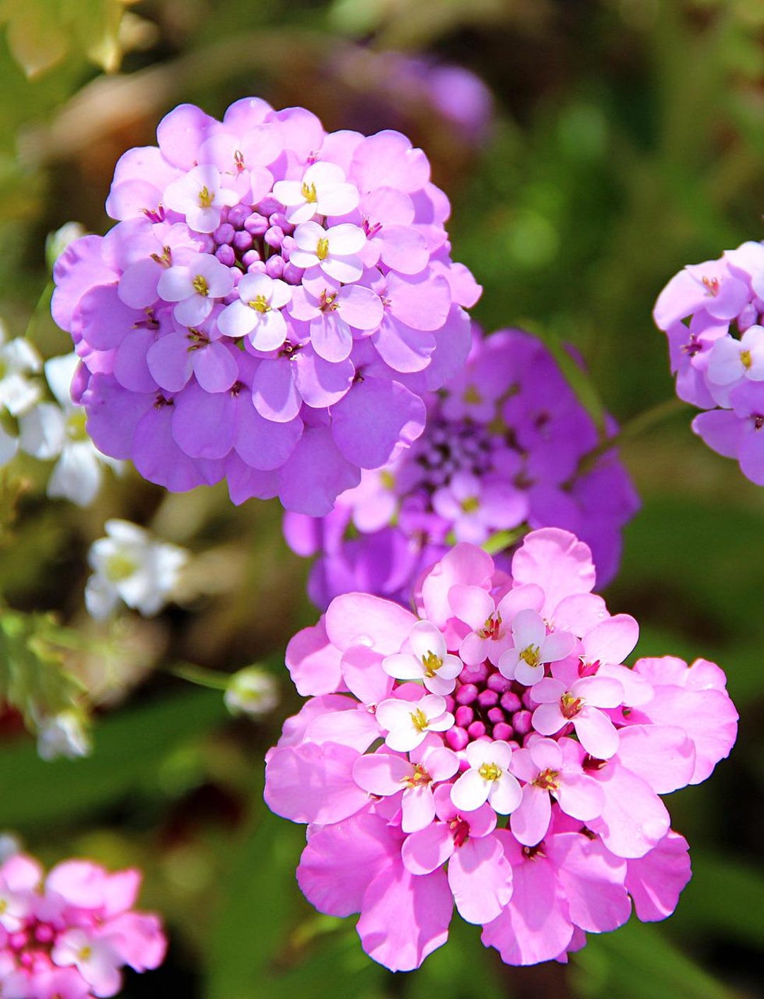 Candytuft Fairy Mix (20 Flower Seeds) - Etsy