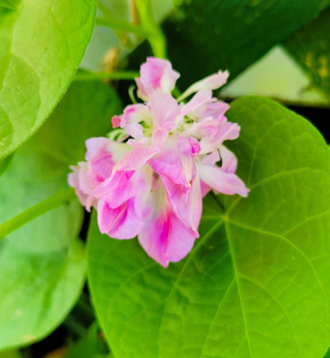 Morning Glory Split Second Double ipomoea 8 Flower Seeds - Etsy