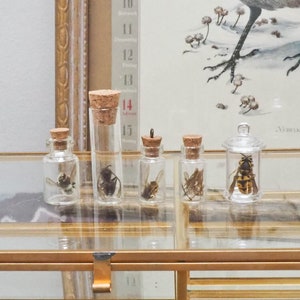 Real Pollinator Insect in Vial YOUR CHOICE Dried Bee Variety Dried ...