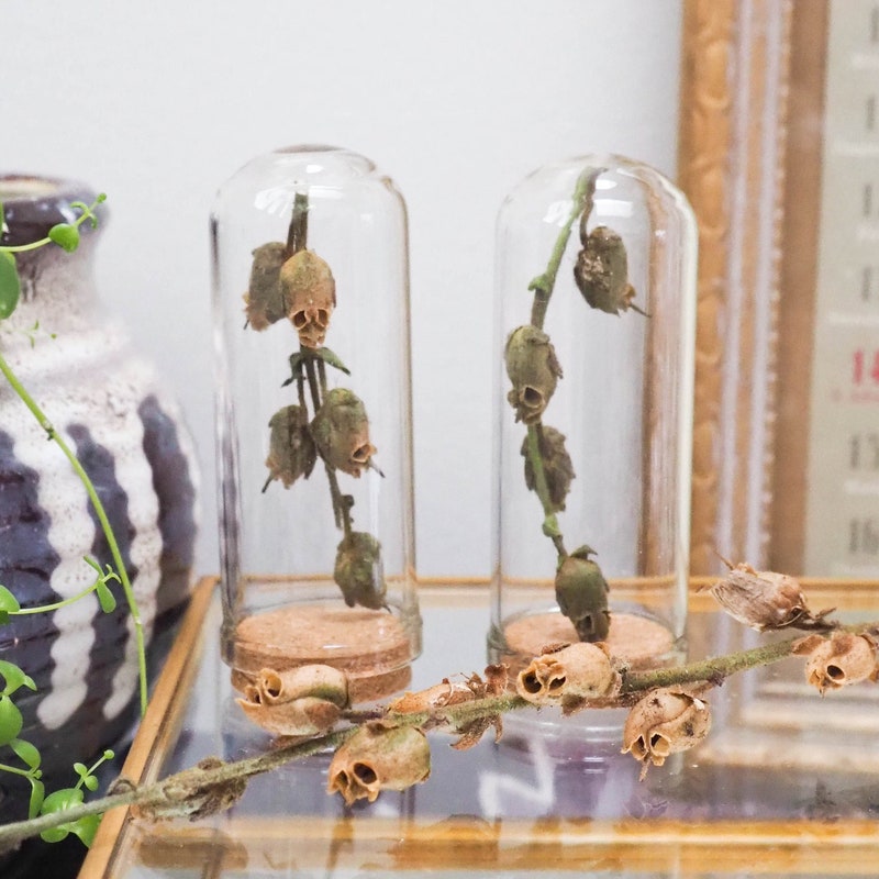 Snapdragon Glass - Etsy