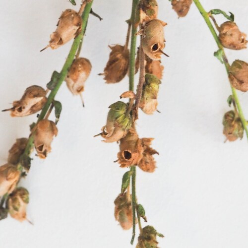 Dried Snapdragon Skull Seed Pods West Coast Garden Grown - Etsy