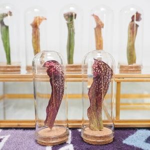 Taller Dried Carnivorous Plant Display Pitcher Plant in Cloche Vial ...