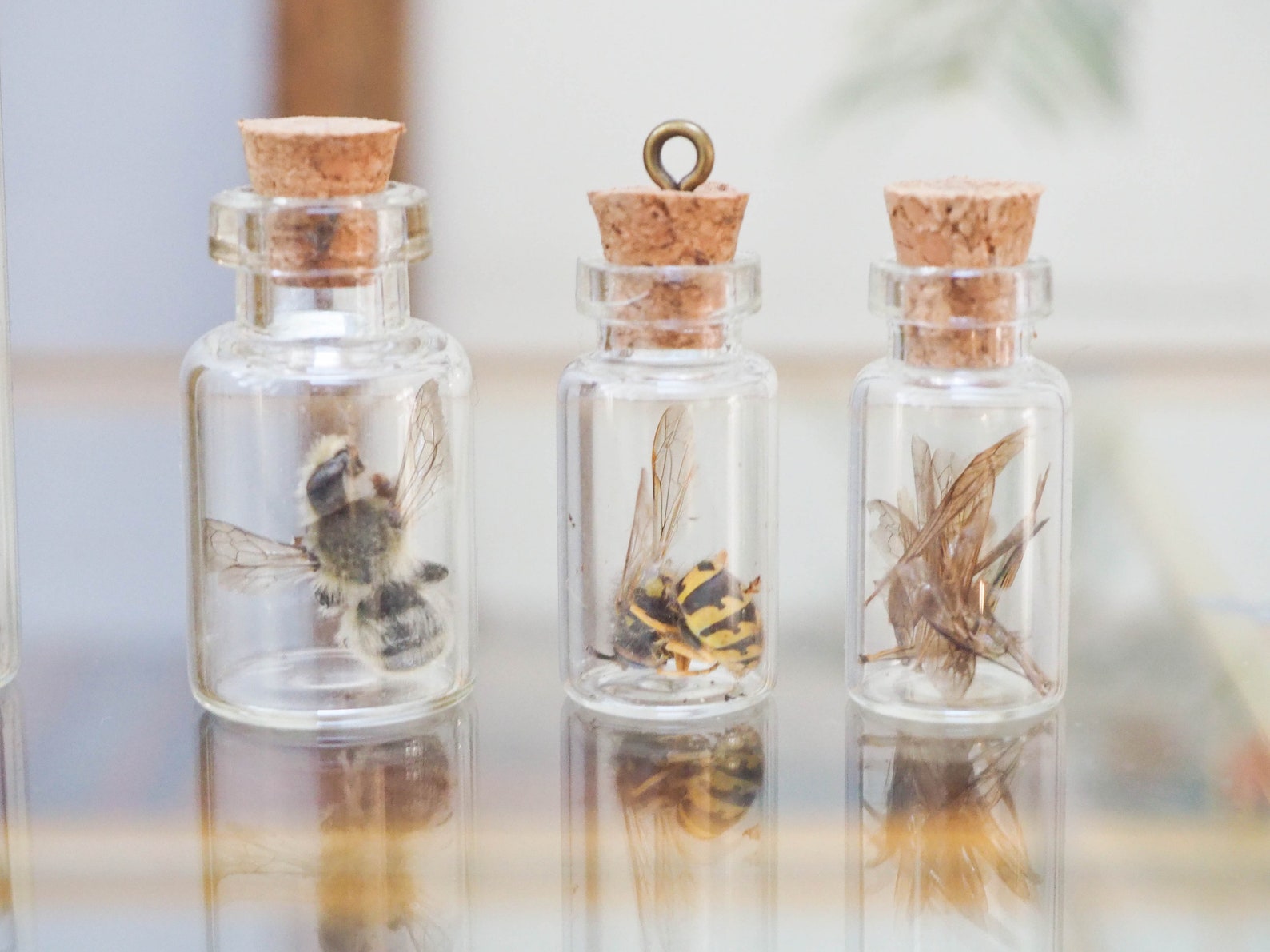 Real Pollinator Insect in Vial YOUR CHOICE Dried Bee - Etsy