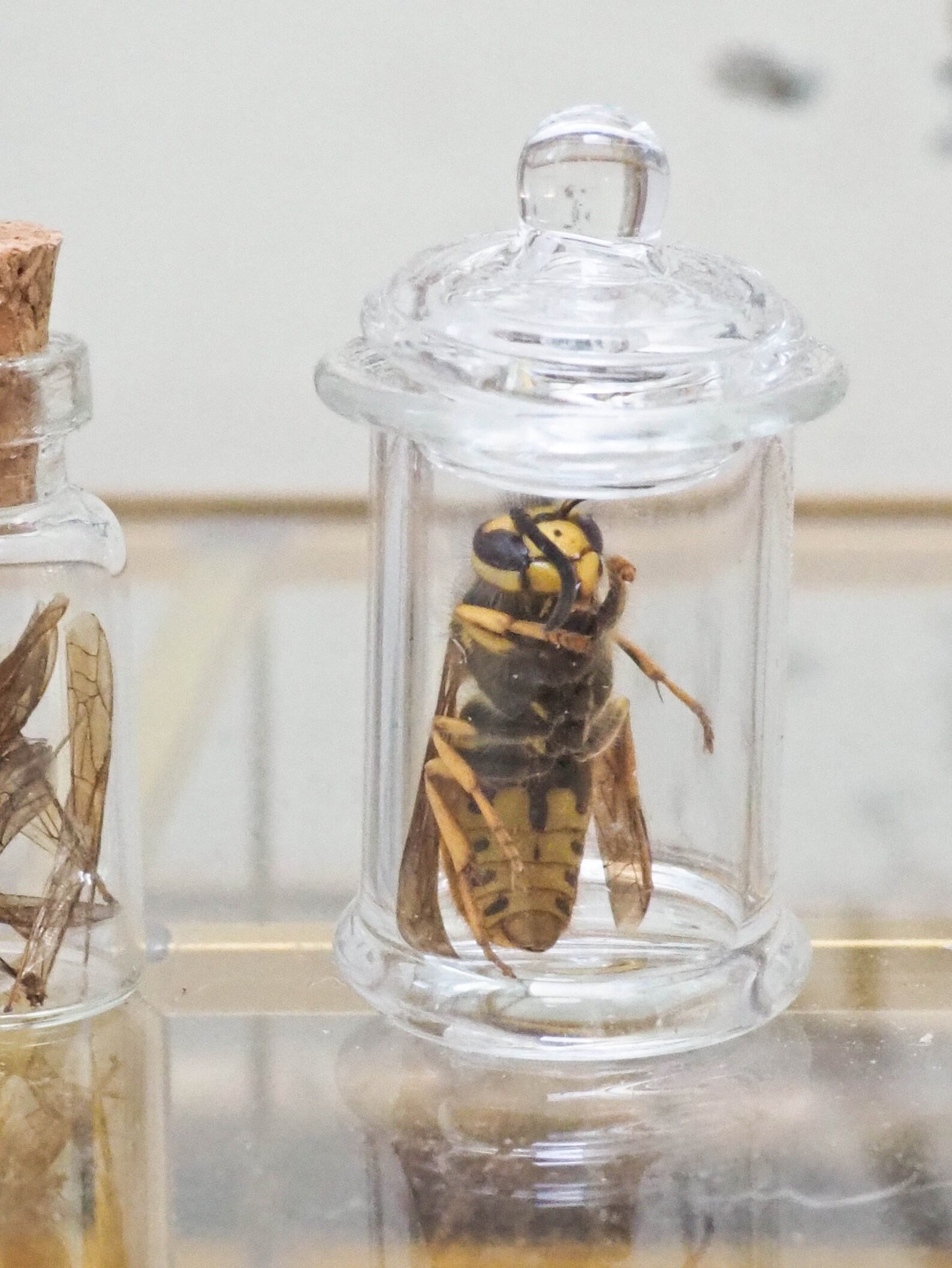 Real Pollinator Insect in Vial YOUR CHOICE Dried Bee Variety Dried ...