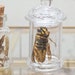 Real Pollinator Insect in Vial YOUR CHOICE Dried Bee Variety Dried ...