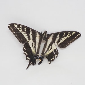 Real Butterfly Dried Butterfly Western Canadian Butterfly Dried Insect ...