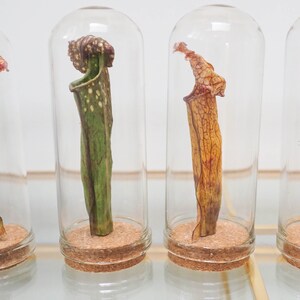 Taller Dried Carnivorous Plant Display Pitcher Plant in Cloche Vial ...