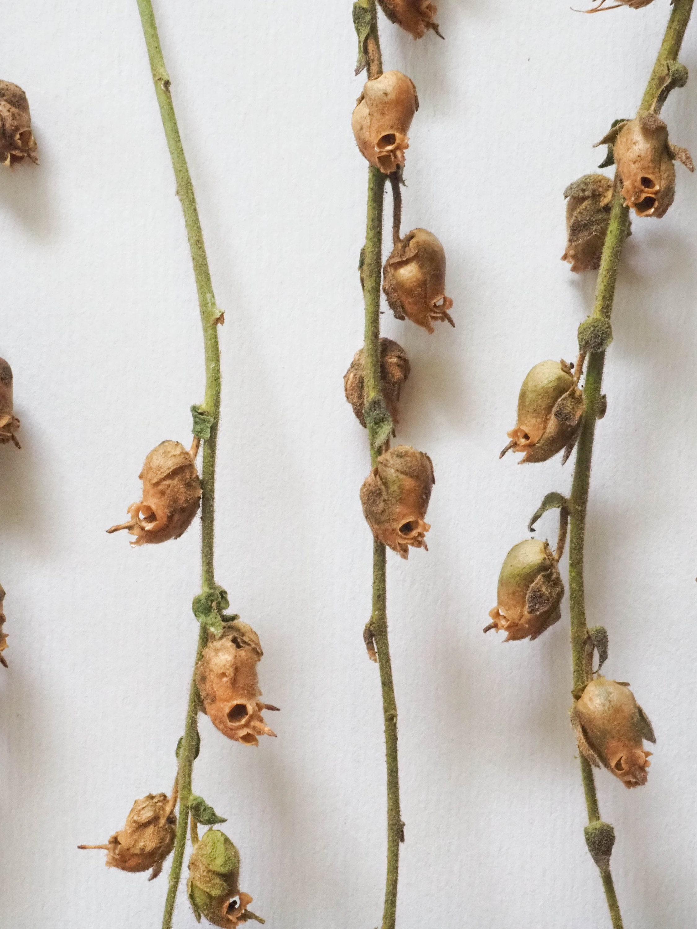 Snapdragon Plant Skull