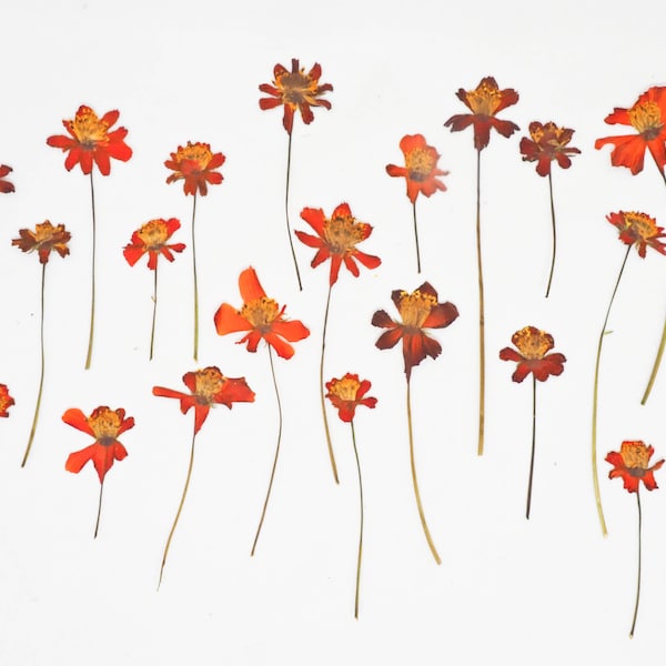 Dried Cosmos Flowers - Etsy