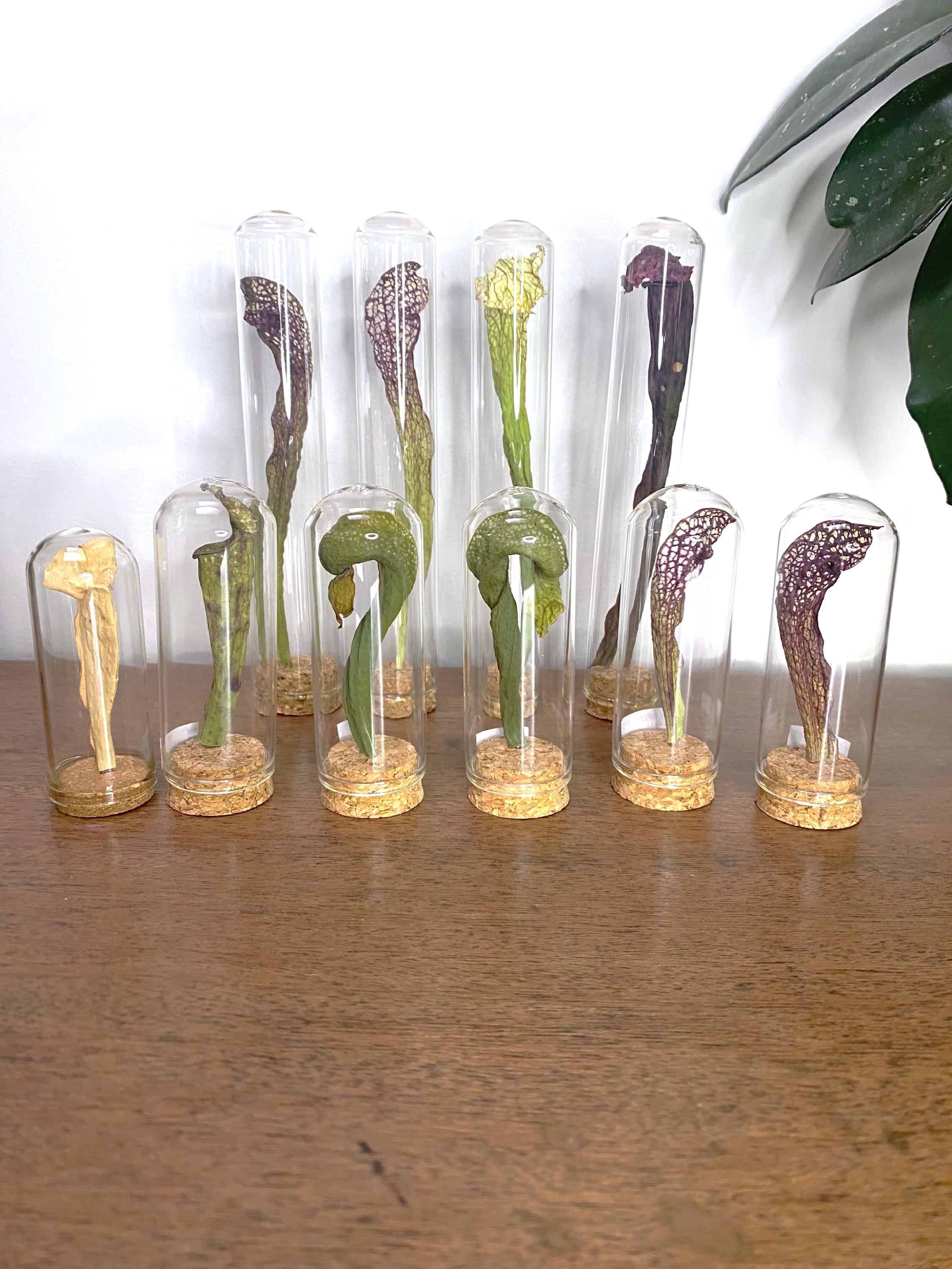 Dried Carnivorous Plant Display in Medium Vial - Pitcher Plant in ...