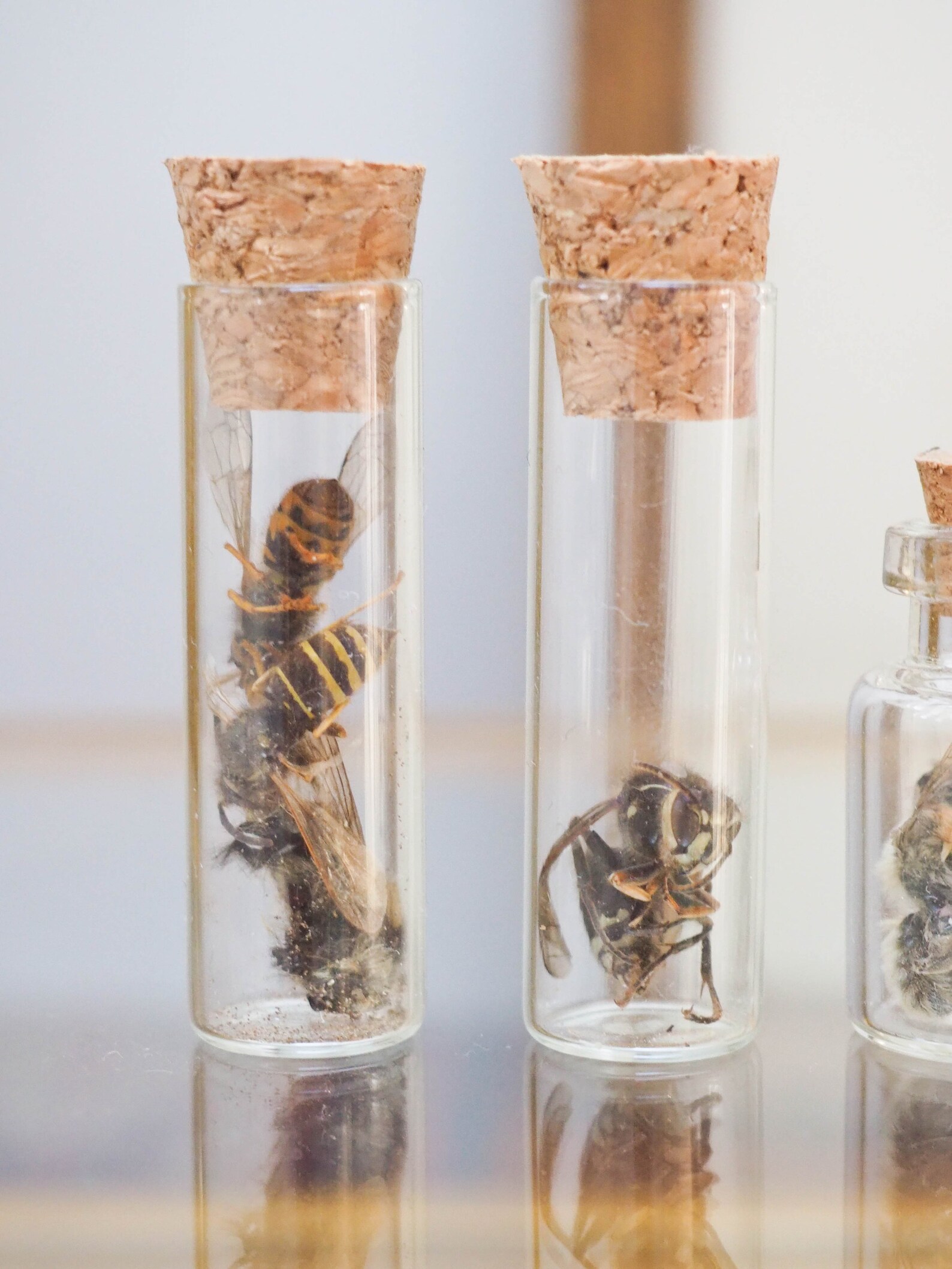 Real Pollinator Insect in Vial YOUR CHOICE Dried Bee - Etsy