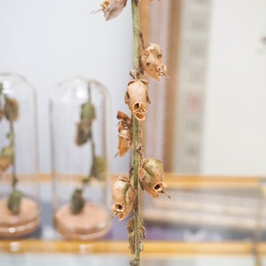 Dried Snapdragon Skull Seed Pods in Cloche Glass Vial - Snapdragon Seed ...