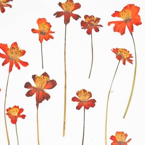 Real Pressed Sulphur Cosmo Flowers - Cosmos Sulphureus - Dried Dye ...