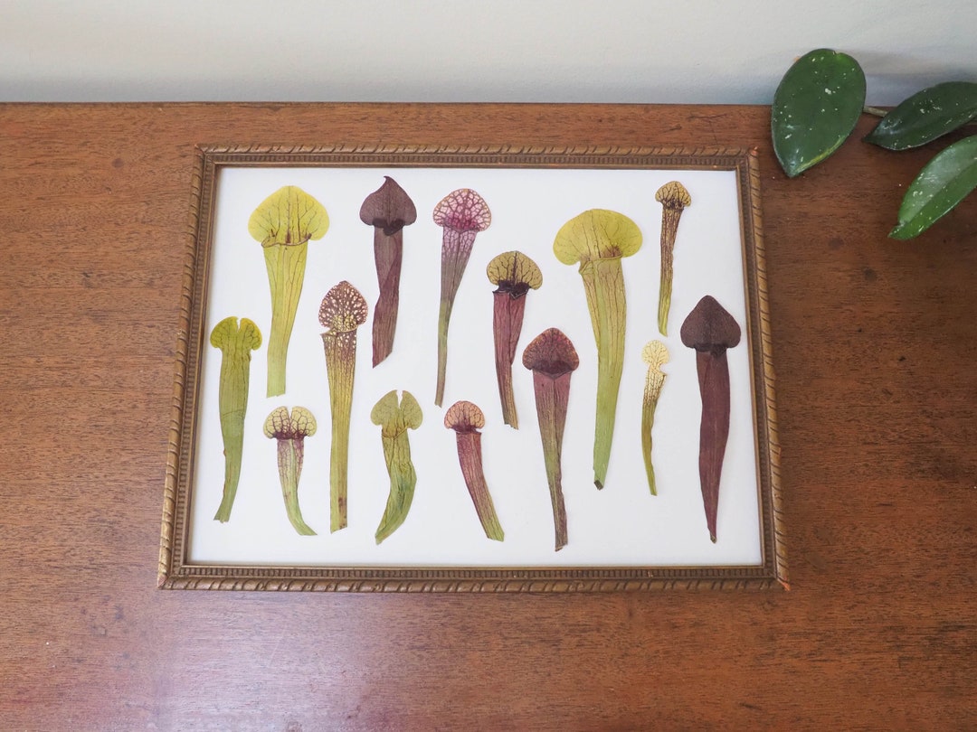 Real Pressed Carnivorous Plants Set of 14 Dried Sarracenia Plants ...