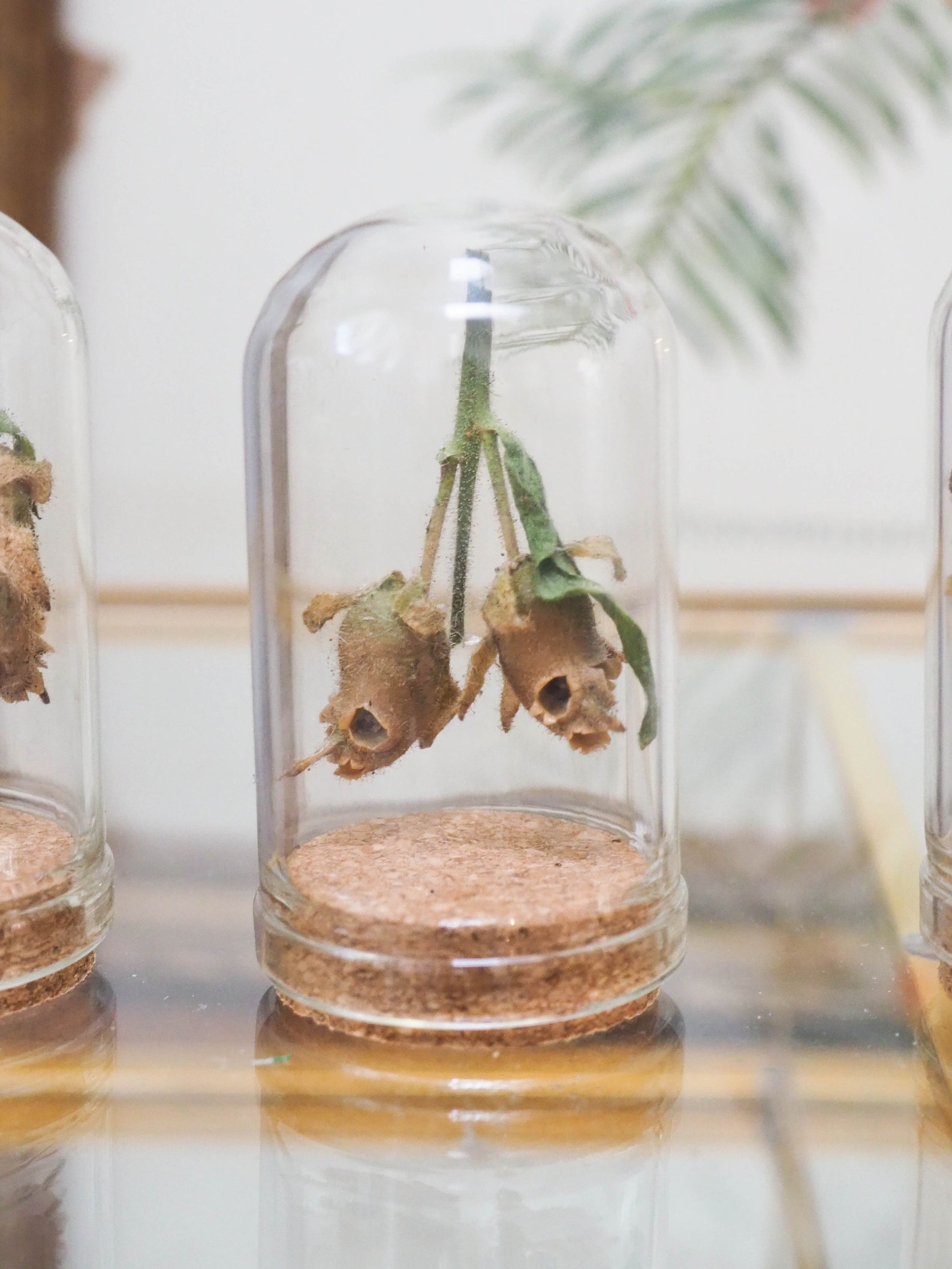 Dried Snapdragon Skull Seed Pods in Cloche Glass Vial West - Etsy Canada
