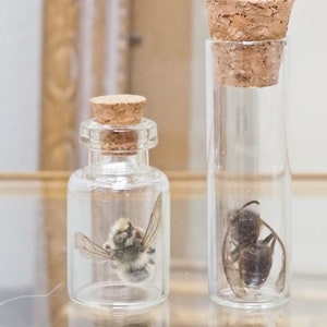 Real Pollinator Insect in Vial YOUR CHOICE Dried Bee Variety Dried ...