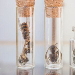 Real Pollinator Insect in Vial YOUR CHOICE Dried Bee - Etsy