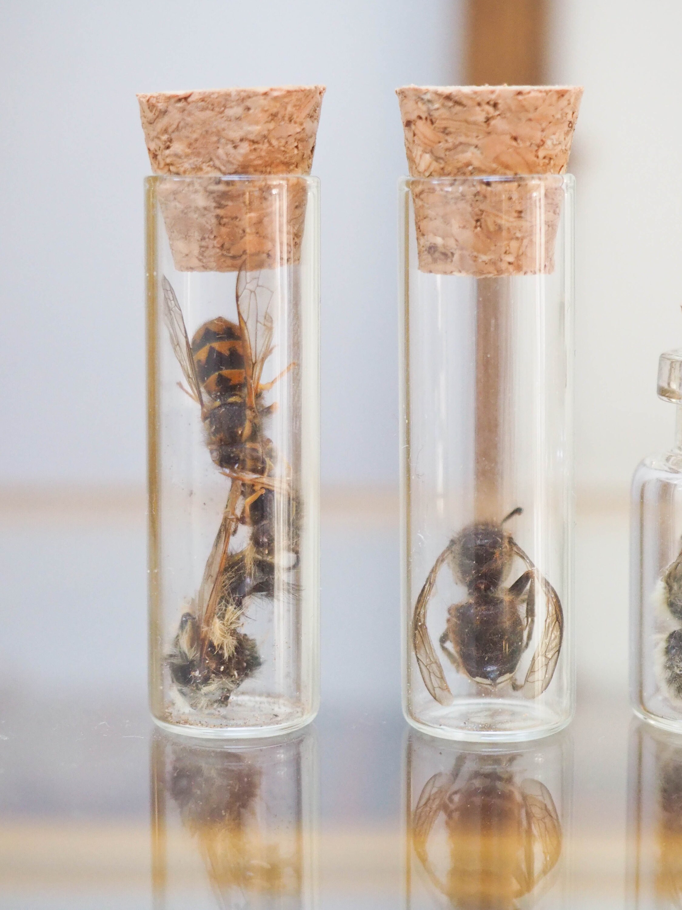Real Pollinator Insect in Vial YOUR CHOICE Dried Bee - Etsy